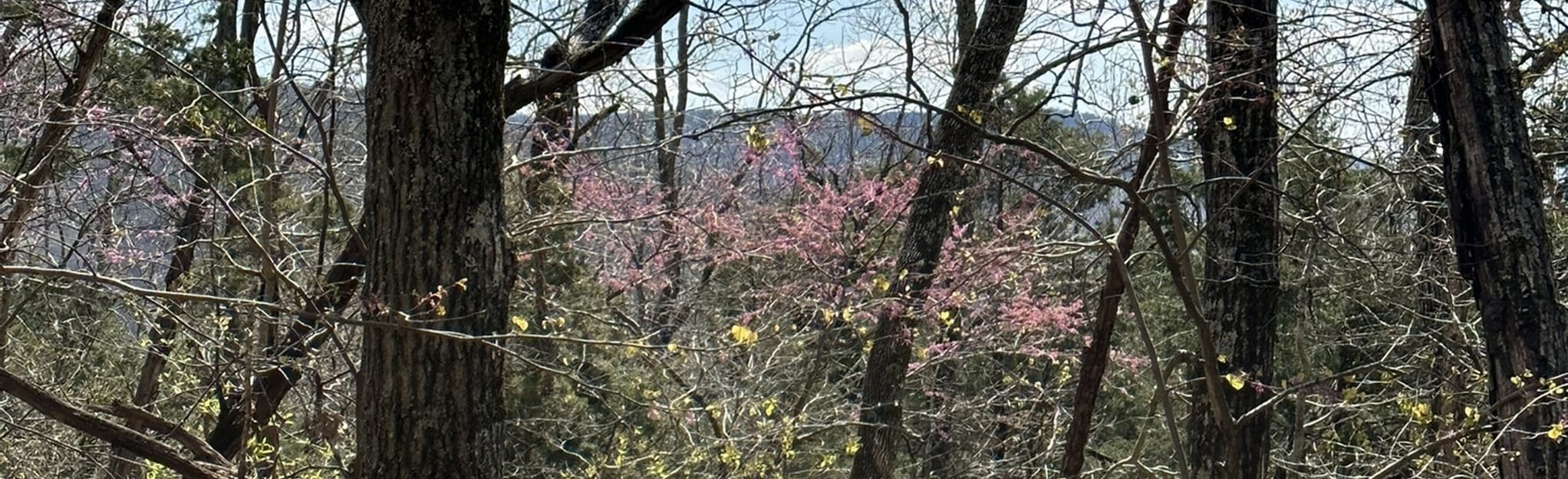 Sugar Tree Trail: 99 Reviews, Map - Alabama | AllTrails