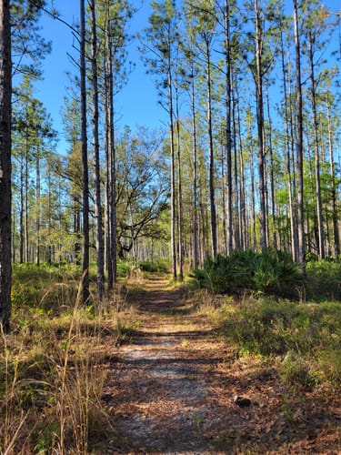 Best Hikes and Trails in Cary State Forest | AllTrails