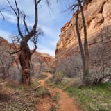 Moonflower Canyon Trail, Utah - 400 Reviews, Map | AllTrails