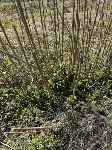 Best Hikes and Trails in Pedrick Pond Park | AllTrails