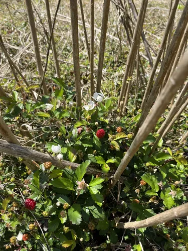 Best Hikes and Trails in Pedrick Pond Park | AllTrails