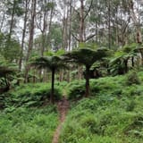 Scar Track to 1000 Steps, Victoria, Australia - 56 Reviews, Map | AllTrails
