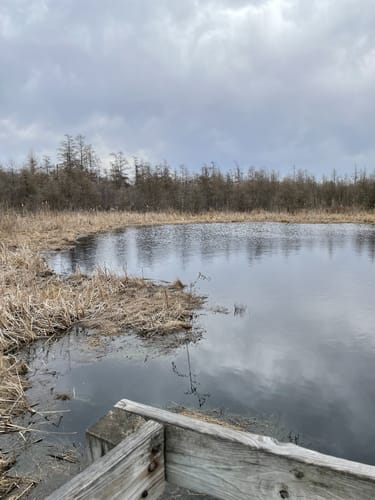 Best Hikes and Trails in Volo Bog State Natural Area | AllTrails