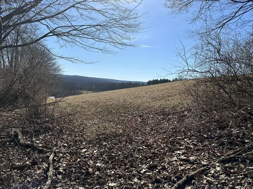 Best Forest Trails in Fallentimber | AllTrails