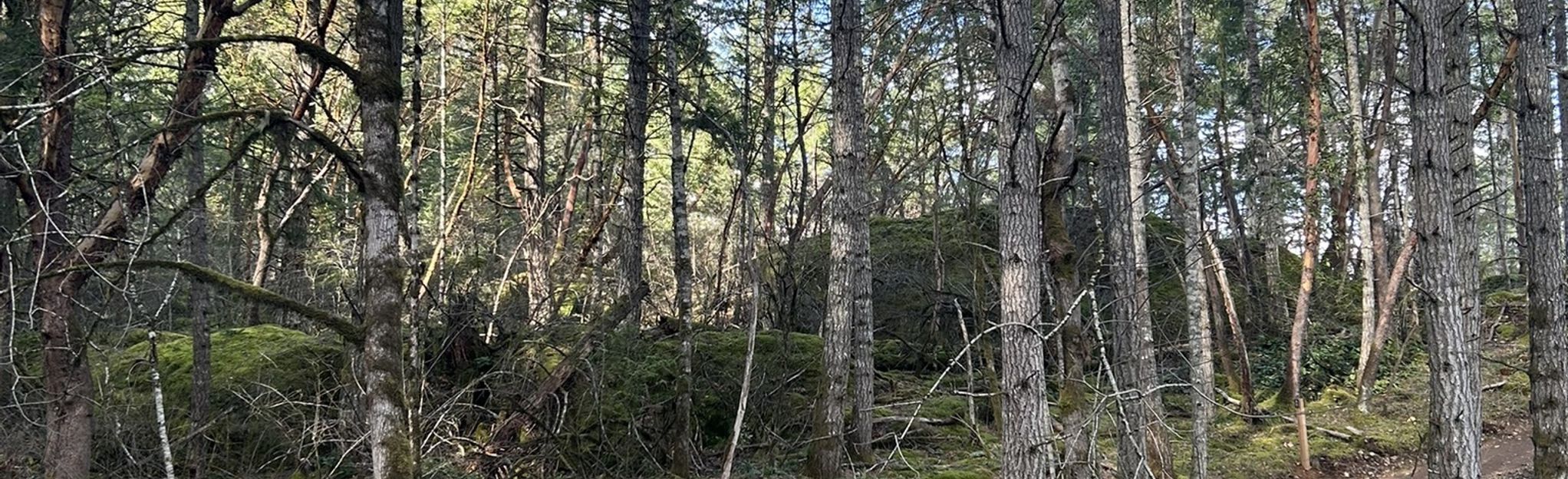 Initial Attack trail: 2 Reviews, Map - British Columbia, Canada | AllTrails