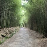 Furnas Lagoon Trail, Azores, Portugal - 229 Reviews, Map | AllTrails