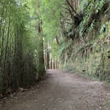 Furnas Lagoon Trail, Azores, Portugal - 229 Reviews, Map | AllTrails