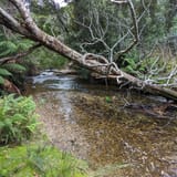 Junee Cave Track, Tasmania, Australia - 82 Reviews, Map | AllTrails