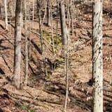 Tecumseh Trail, Indiana - 294 Reviews, Map | AllTrails