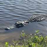 Fort Fraser Connector Trail to Circle B Bar Preserve [CLOSED], Florida ...