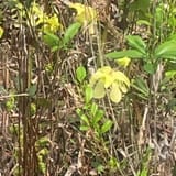 Pitcher Plant Trail, Texas - 239 Reviews, Map | AllTrails