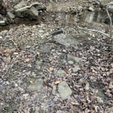 Shawnee State Park North Loop, Ohio - 186 Reviews, Map | AllTrails