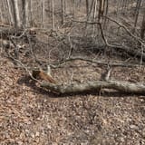 Shawnee State Park North Loop, Ohio - 189 Reviews, Map | AllTrails