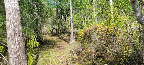 Best Hikes and Trails in Babcock Ranch Nature Preserve | AllTrails