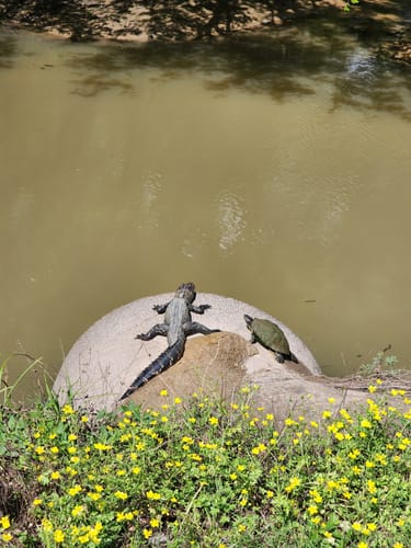 2023 Best trails in George Bush Park | AllTrails