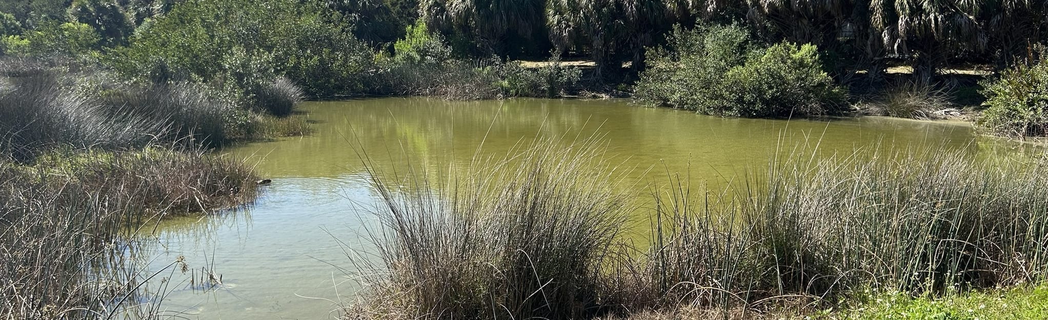 Sand Key Park Loop, Florida - 95 Reviews, Map | AllTrails