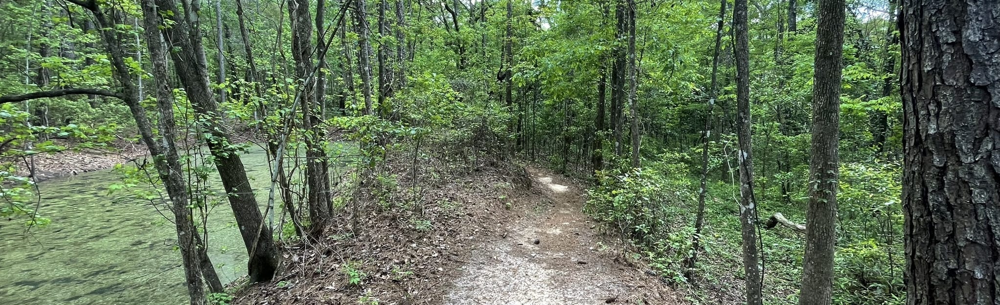 Red Bug Trail: 179 foto's - Florida | Wandelen - AllTrails