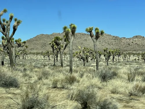 10 Best Off Road Driving Trails in Joshua Tree National Park | AllTrails