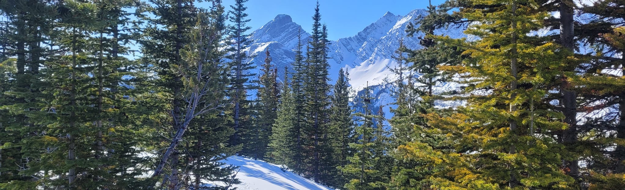 Blacksmith Lower Ridge, Alberta, Canada - 21 Reviews, Map | AllTrails