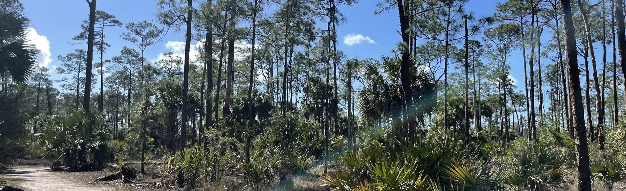 Serenity Walk Park Loop, Florida - 34 Reviews, Map | AllTrails