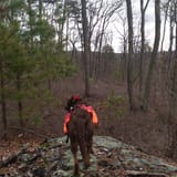 Buck Ridge Trail, Pennsylvania - 144 Reviews, Map | AllTrails