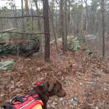 Buck Ridge Trail, Pennsylvania - 144 Reviews, Map | AllTrails