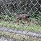 Lake Youngs, Washington - 338 Reviews, Map | AllTrails