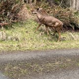 Lake Youngs, Washington - 338 Reviews, Map | AllTrails