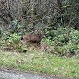 Lake Youngs, Washington - 338 Reviews, Map | AllTrails