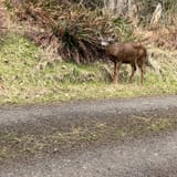 Lake Youngs, Washington - 338 Reviews, Map | AllTrails