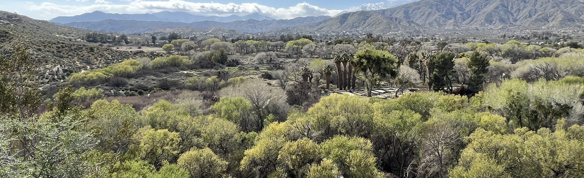 Big Morongo Canyon Trail, California - 338 Reviews, Map | AllTrails