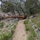 Dave Moore Nature Trail, California - 391 Reviews, Map | AllTrails