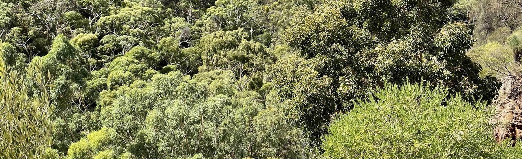Kookaburra Rock Lookout and Giant's Cave via First Falls Valley Walk ...