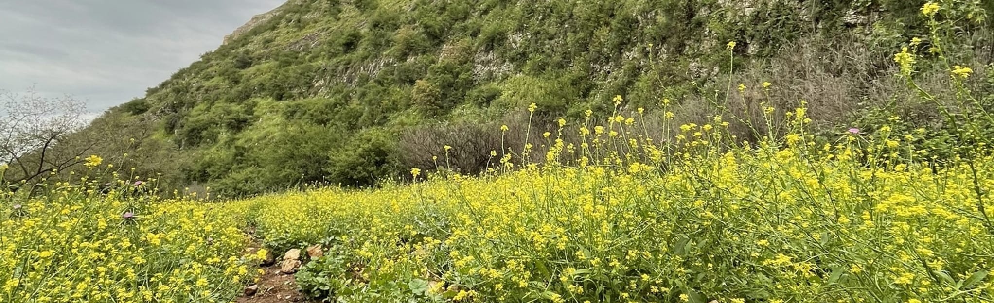 Har Ahim Forest to Magdala Beach via Mount Savyon: 1 Reviews, Map ...