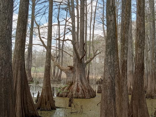 Best Hikes and Trails in Cypress Lakes Preserve | AllTrails