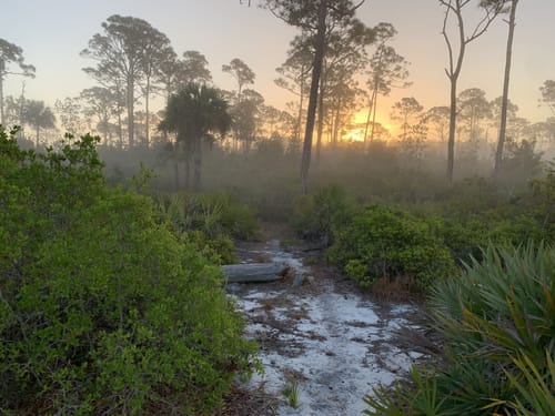 Best Hikes and Trails in Seabranch Preserve State Park | AllTrails