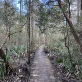 Neusiok Trail Northern Half, North Carolina - 168 Reviews, Map | AllTrails
