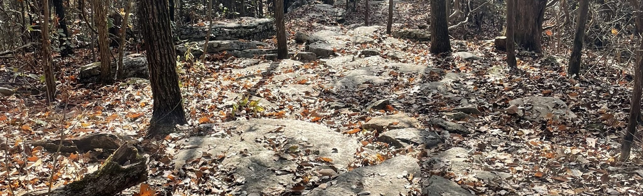 Rainbow Loop, Wild Trail and Jake's Trail: 89 Reviews, Map - Alabama ...