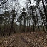 Cedar Ridge Trail Loop, North Carolina - 660 Reviews, Map | AllTrails