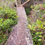 Old Growth Cedar Preserve, Oregon - 404 Reviews, Map | AllTrails