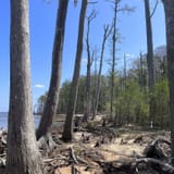 Neusiok Trail Northern Half, North Carolina - 165 Reviews, Map | AllTrails