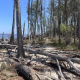 Neusiok Trail Northern Half, North Carolina - 168 Reviews, Map | AllTrails