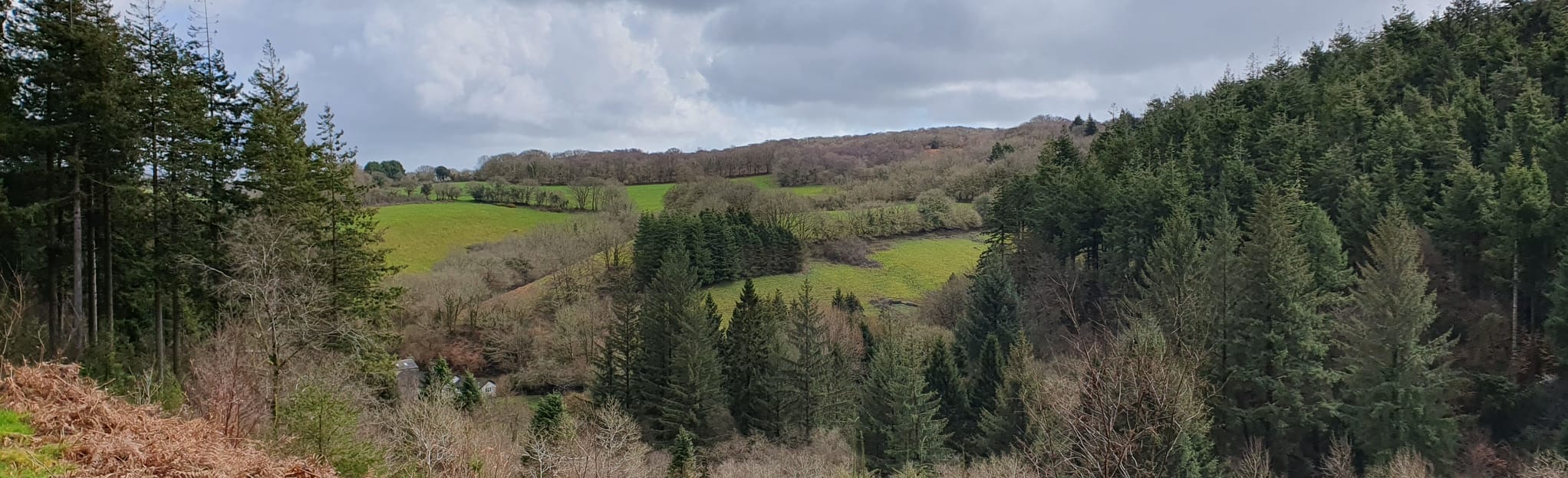 Cardingham Woods Circular, Cornwall, England - 15 Reviews, Map | AllTrails