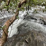 Wildcat Creek Loop Trail, Georgia - 322 Reviews, Map | AllTrails