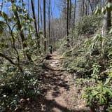 East Fork Trail, South Carolina - 292 Reviews, Map | AllTrails