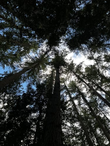 Best Hikes and Trails in Brush Prairie Park | AllTrails