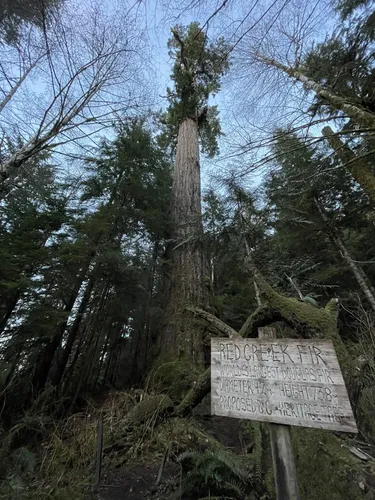 Best Hikes and Trails in Red Creek Fir Recreation Site | AllTrails