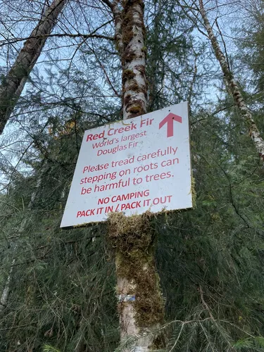 Best Hikes and Trails in Red Creek Fir Recreation Site | AllTrails