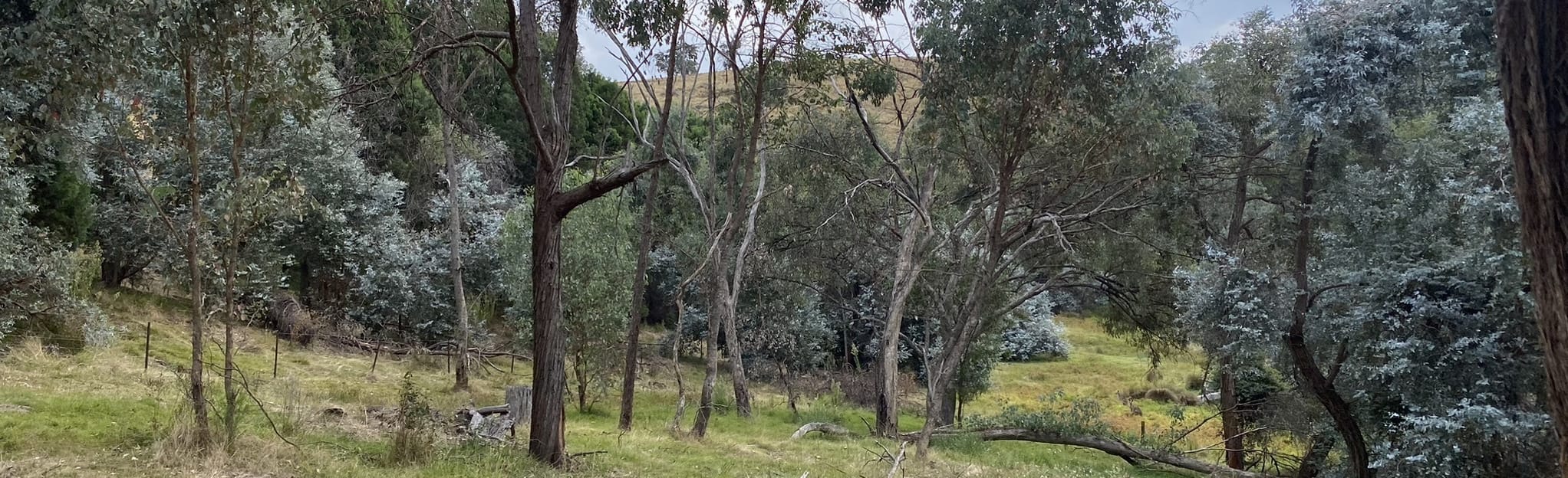 Huon Mistletoe Track, Victoria, Australia - 8 Reviews, Map | AllTrails