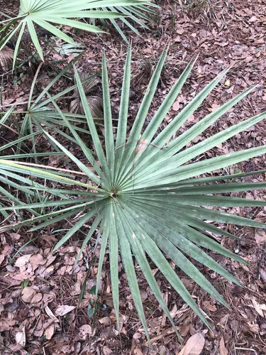Best Hikes and Trails in Lafayette Blue Spring State Park | AllTrails